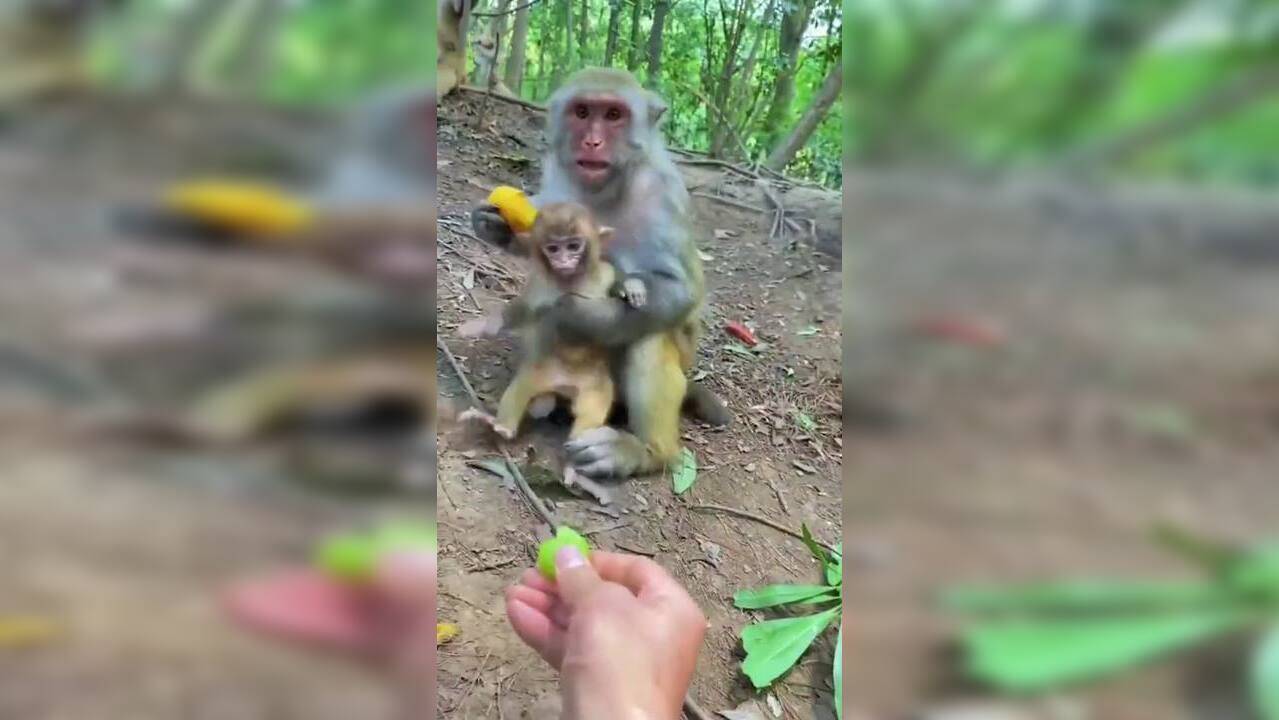 Viral video: Mother monkey gets furious as human tries to feed baby