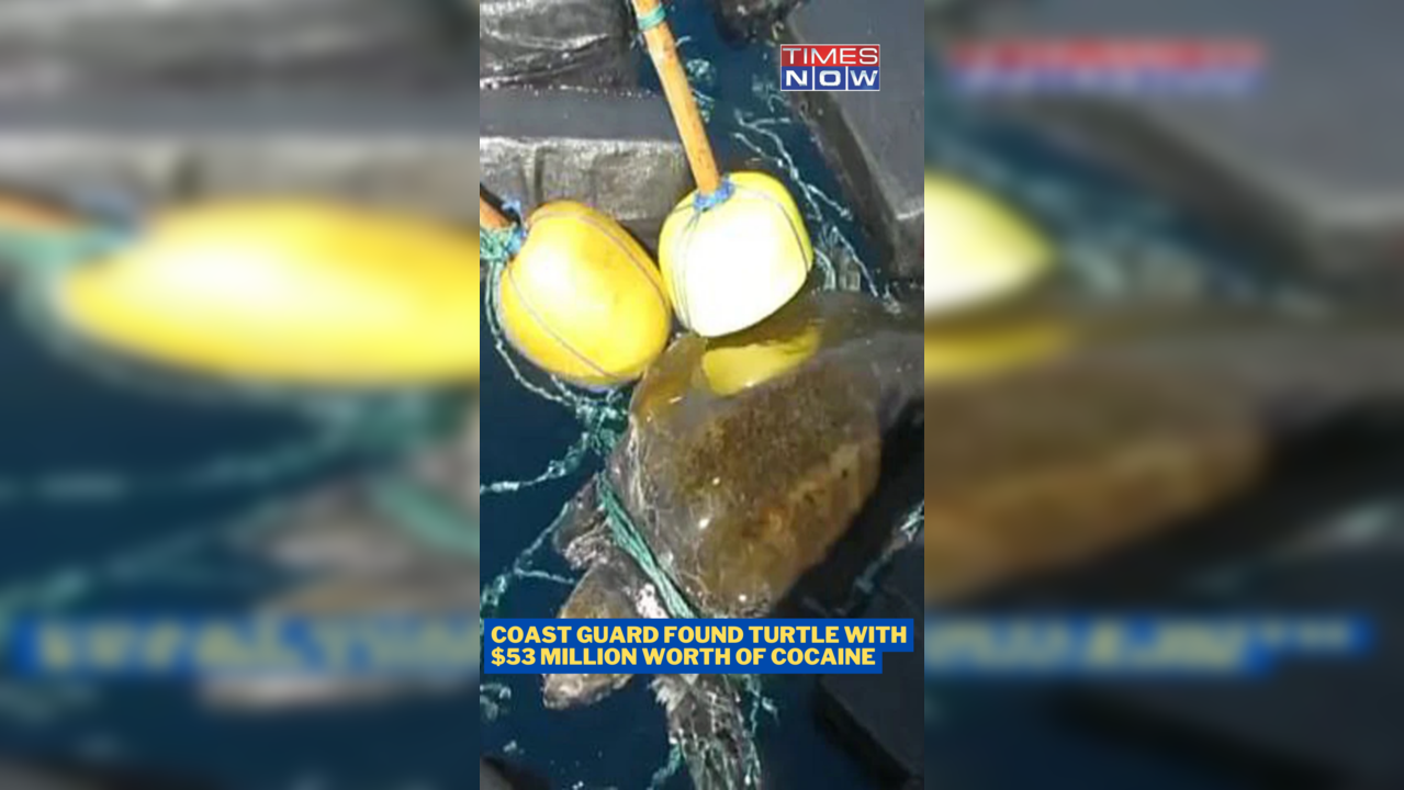 U.S. Coast Guard Seizes Nearly 7 Tons Of Cocaine, Rescues Loggerhead ...