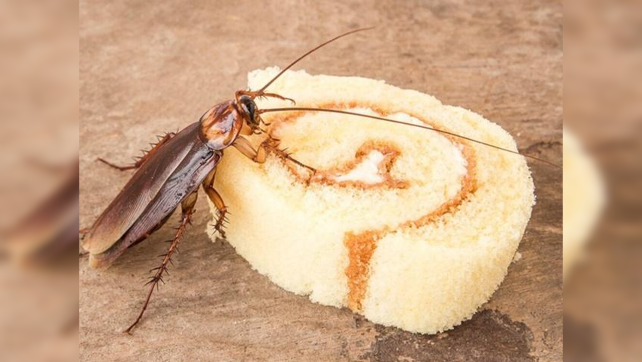 'Revenge special': Disgruntled chef releases 20 cockroaches into ...