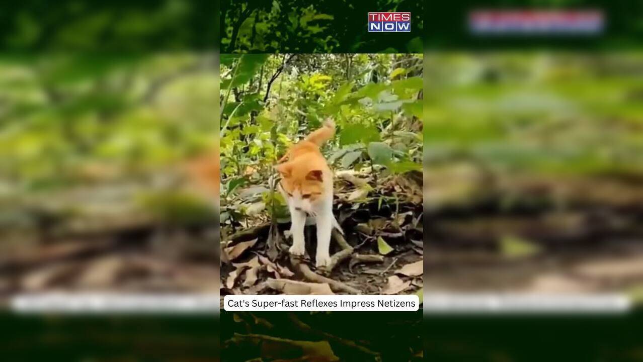 Watch: Cat's Super-Fast Reflexes Impresses Netizens shorts