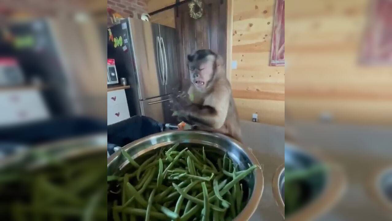 Monkey helps owner snap beans like a human, fascinating clip gets 6 ...
