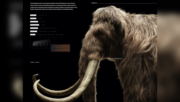 Scientists reckon they will be able to bring the woolly mammoth back ...