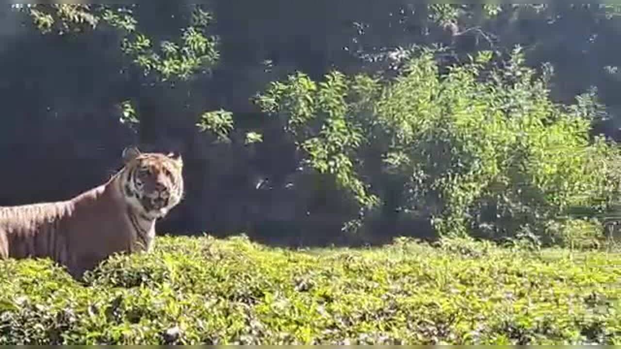 Viral video: IFS official shares stunning clip of a tiger roaming a tea ...