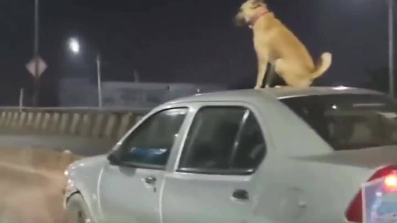 Viral video of Bengaluru dog riding on car’s roof shows anything is paw ...