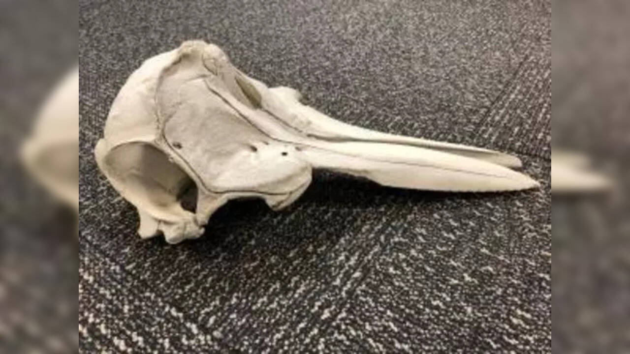 Unattended bag at airport reveals dolphin's skull, leaves customs ...
