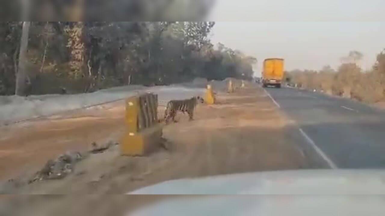 IFS official shares clip of a tiger to show how 'development' can ...