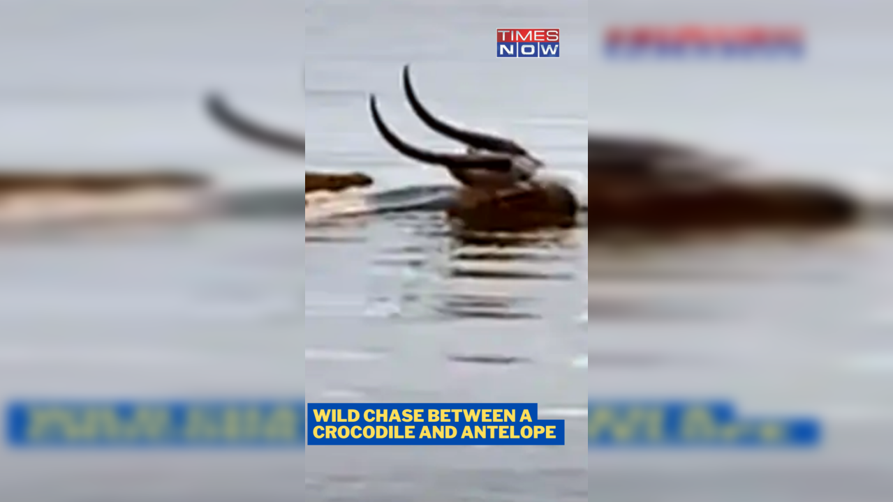 Watch! 'Survival Of The Fittest': Thrilling Chase Between A Crocodile ...