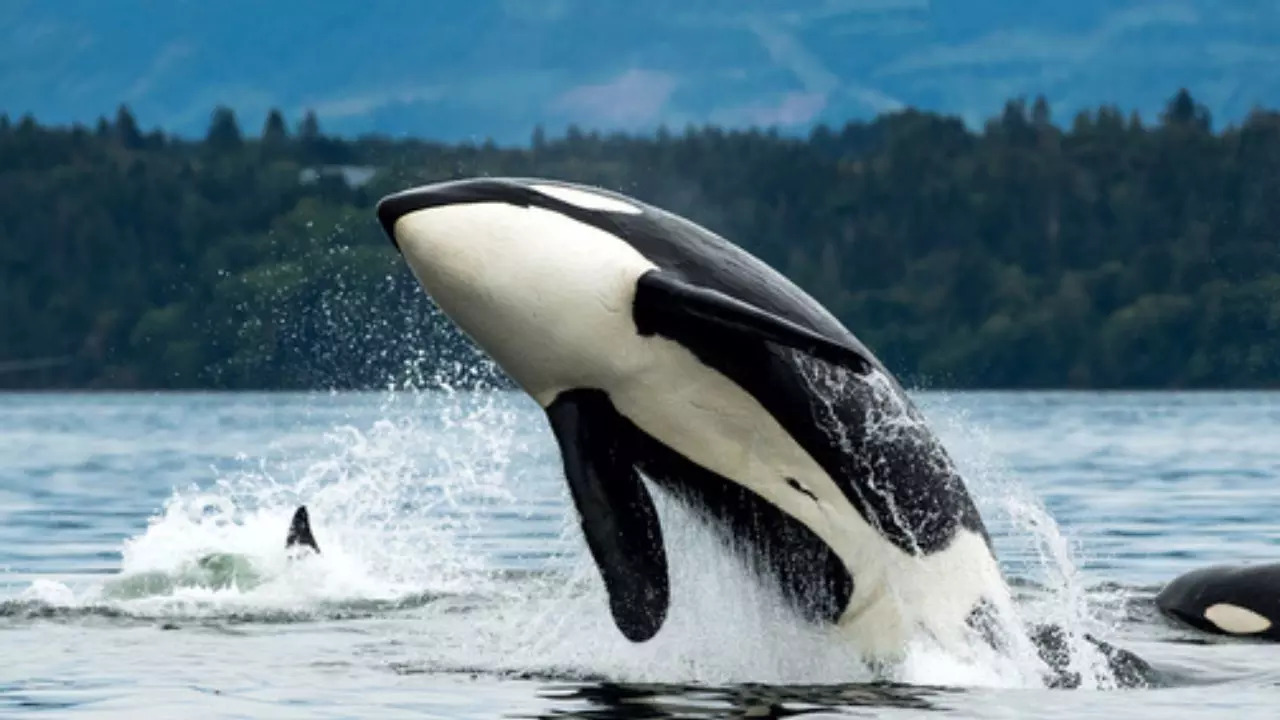 Orca mothers' 'life-long sacrifice' for sons - Read here | World News ...