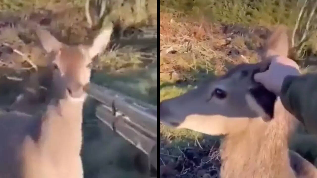 Viral video: Hunter encounters friendly deer, puts gun down to pet it ...