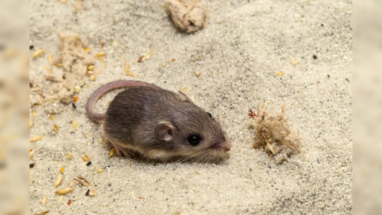 This is the oldest living mouse in human care - 9 years old with a ...