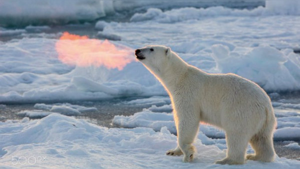 Dracarys! Stunning photo of polar bear 'breathing fire' goes viral ...