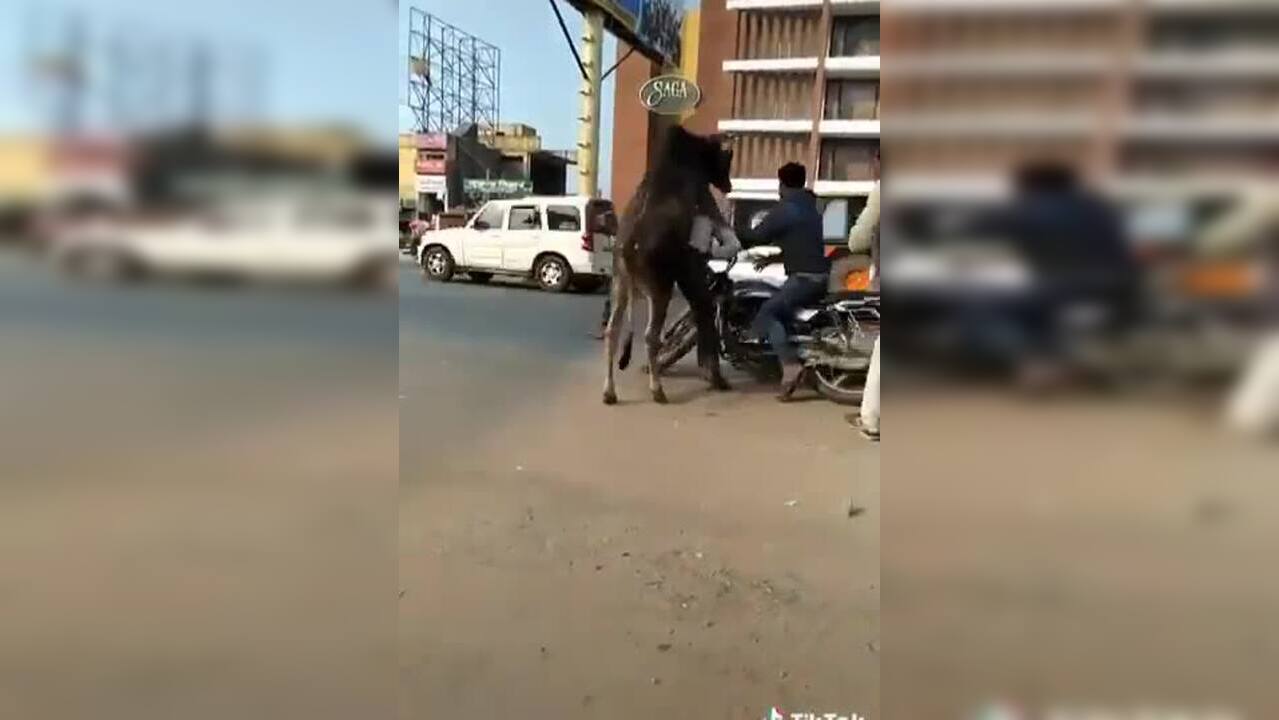 After Cow Hug Day withdrawal, video of man’s humping-bull encounter ...