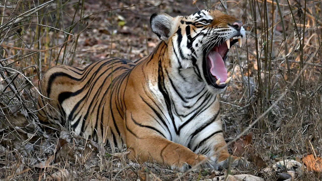 Karnataka: 2 of a family killed in tiger attacks in Kodagu, locals ...