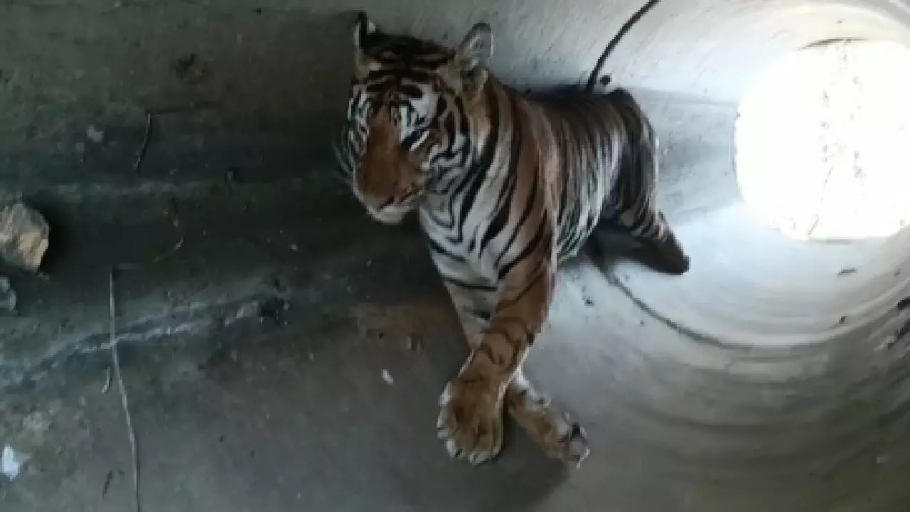 Karnataka: Tiger found dead in cement pipe in Tumakuru; authorities ...