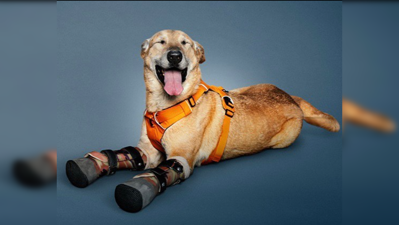 This hero dog had his front paws cut off by a drug cartel, he is now ...