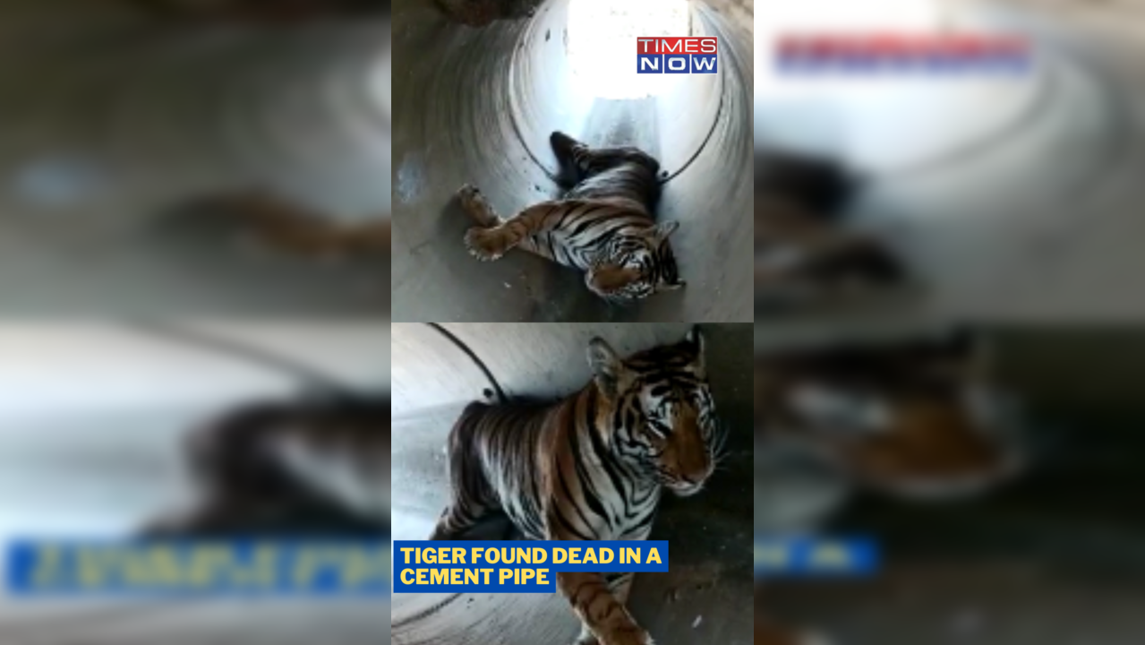 Watch! Dead Body Of Tiger Found In Karnataka's Tumakuru District ...