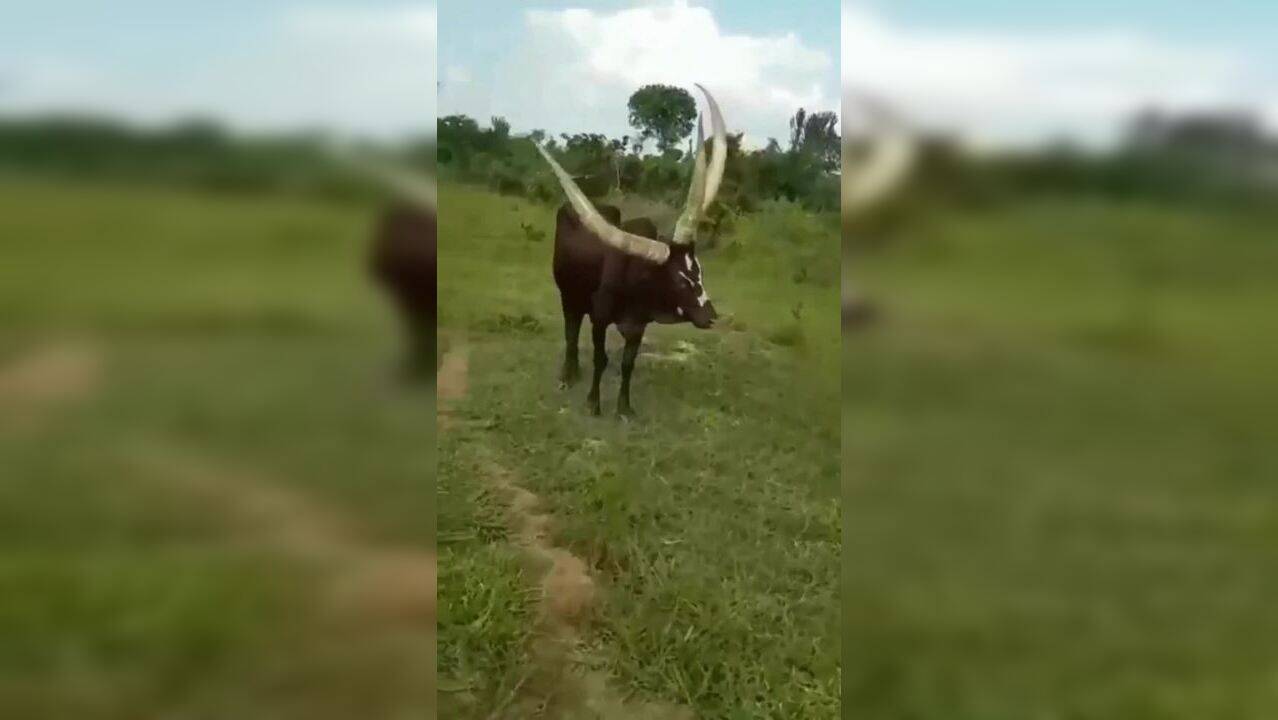 Viral video of 3-horned cow goes viral, netizens baffled | Times Now