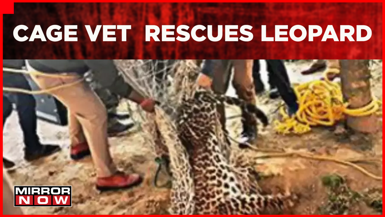 Cage Vet Rescues Leopard , All Is Well ! Mssion Leopard' Unfolded ...