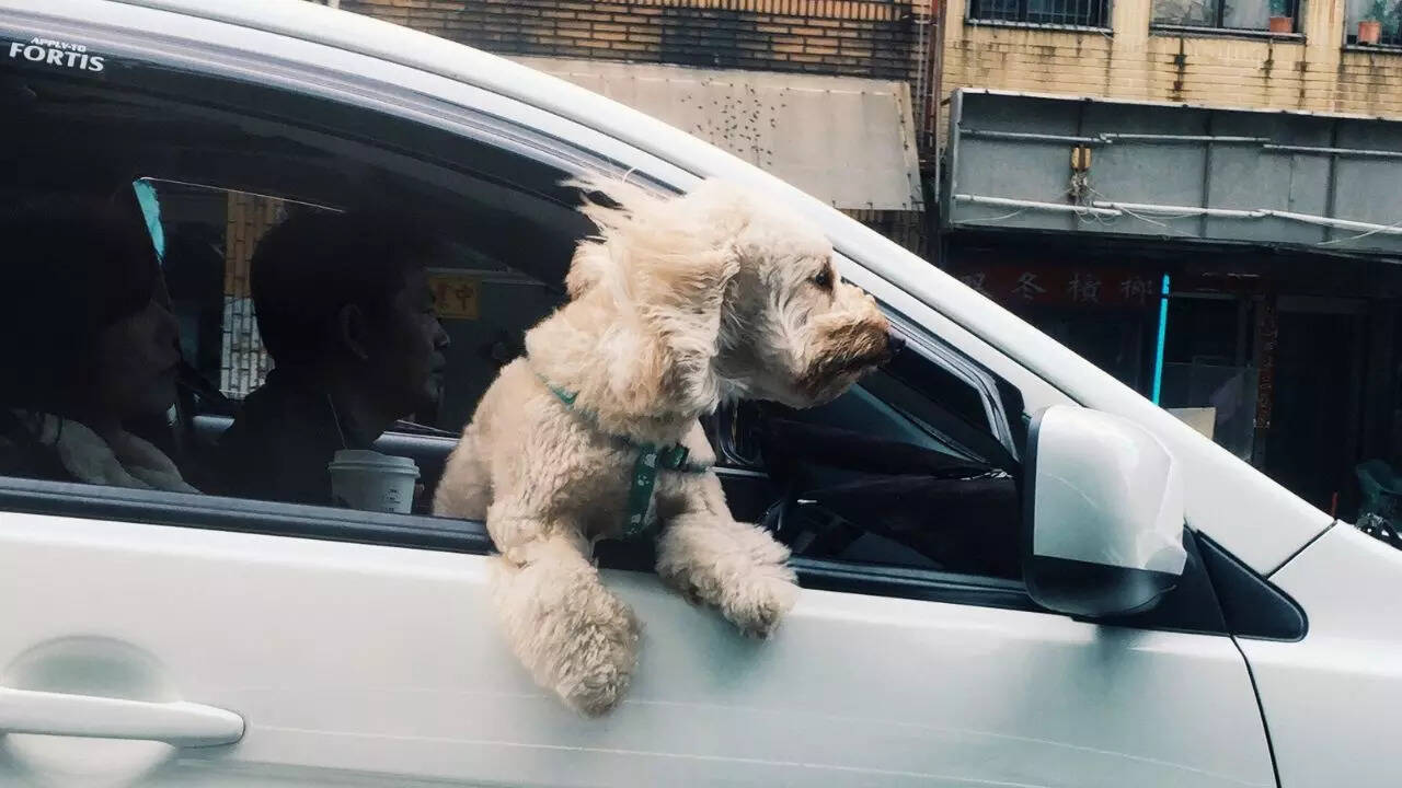 Dog travels over 100 km in a cab after getting lost during morning walk ...