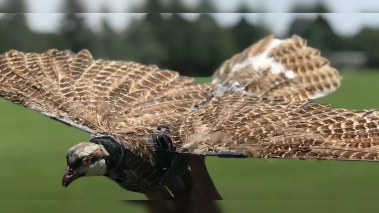 Next level taxidermy: Scientists are re-engineering dead birds into ...