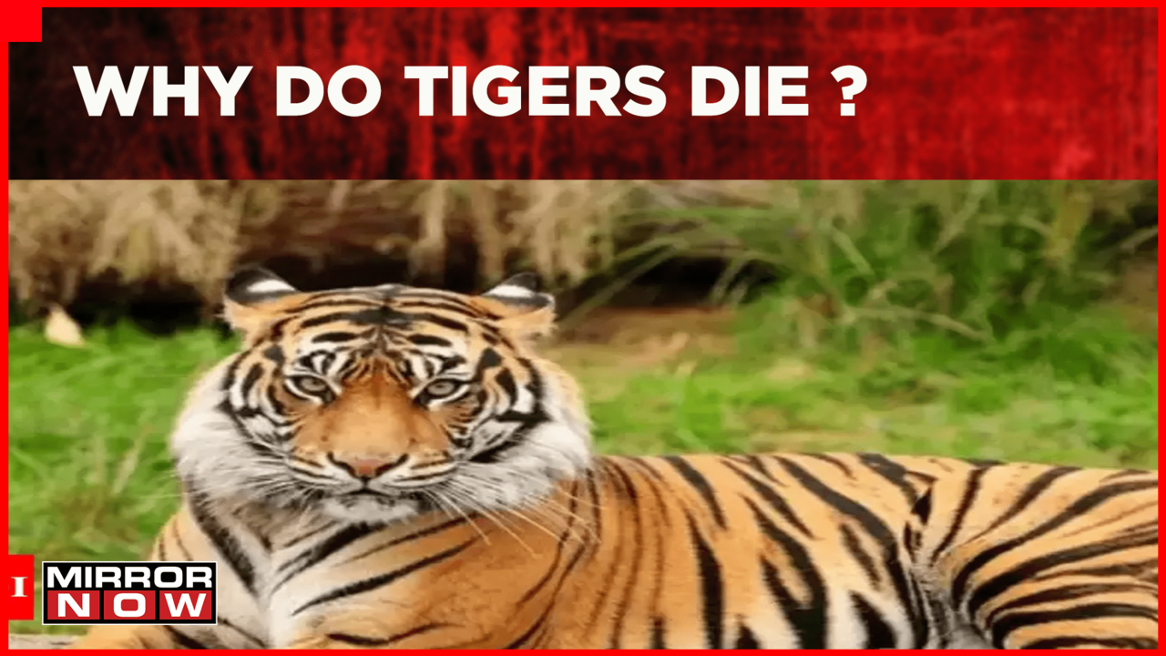 Tiger Zinda Nahin Hain | Why Do Tigers Die? | Daily Mirror | Mirror Now | Daily Mirror | Mirror ...