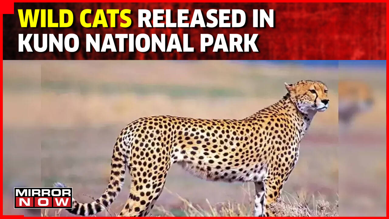 12 More Cheetahs Arrives In India; Wild Cats Released In Kuno National ...