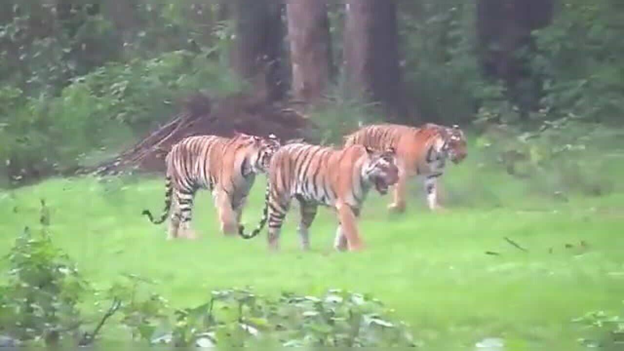 Viral video: Five adult tigers share roaring good time in rare forest ...