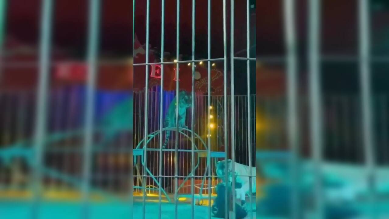 Tiger attacks ringmaster during live circus performance, assistant ...