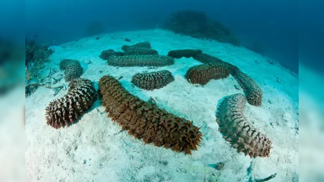 What are sea cucumbers and why are people risking their lives to acquire it? | Viral News, Times Now