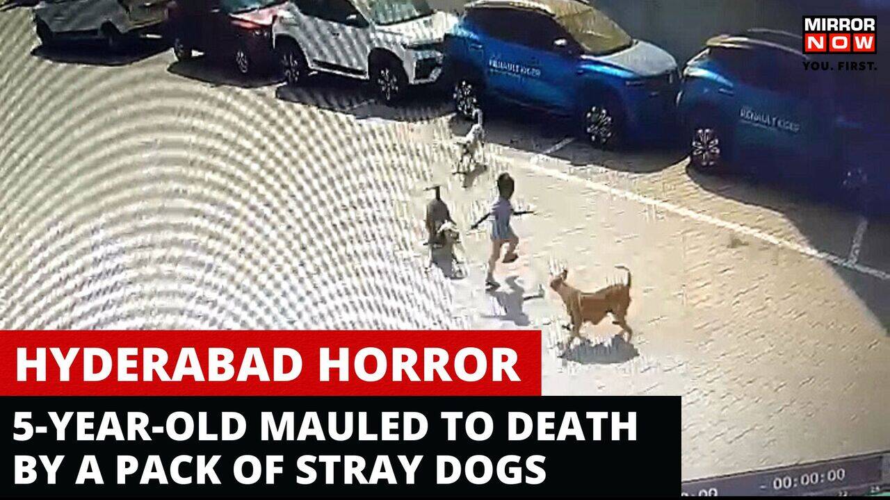 Hyderabad Toddler Dies After Being Attacked by a Pack of Stray Dogs ...