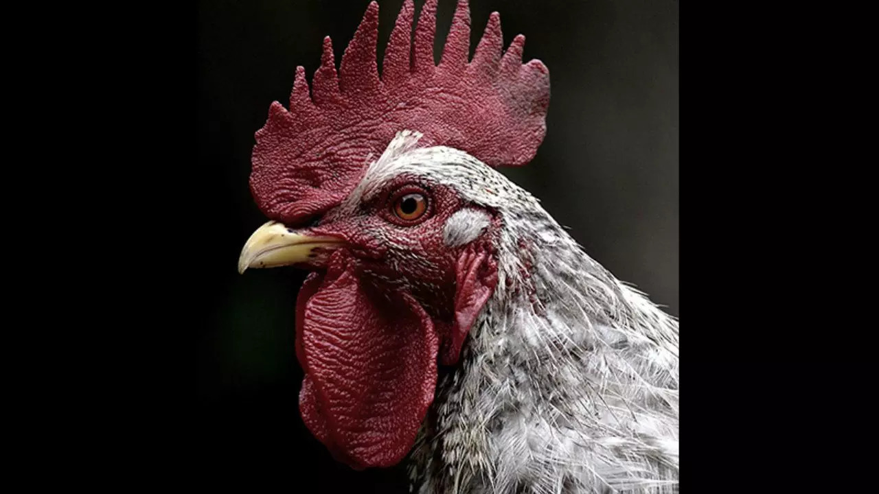 Man DIES after being attacked by 'aggressive' rooster in Ireland ...