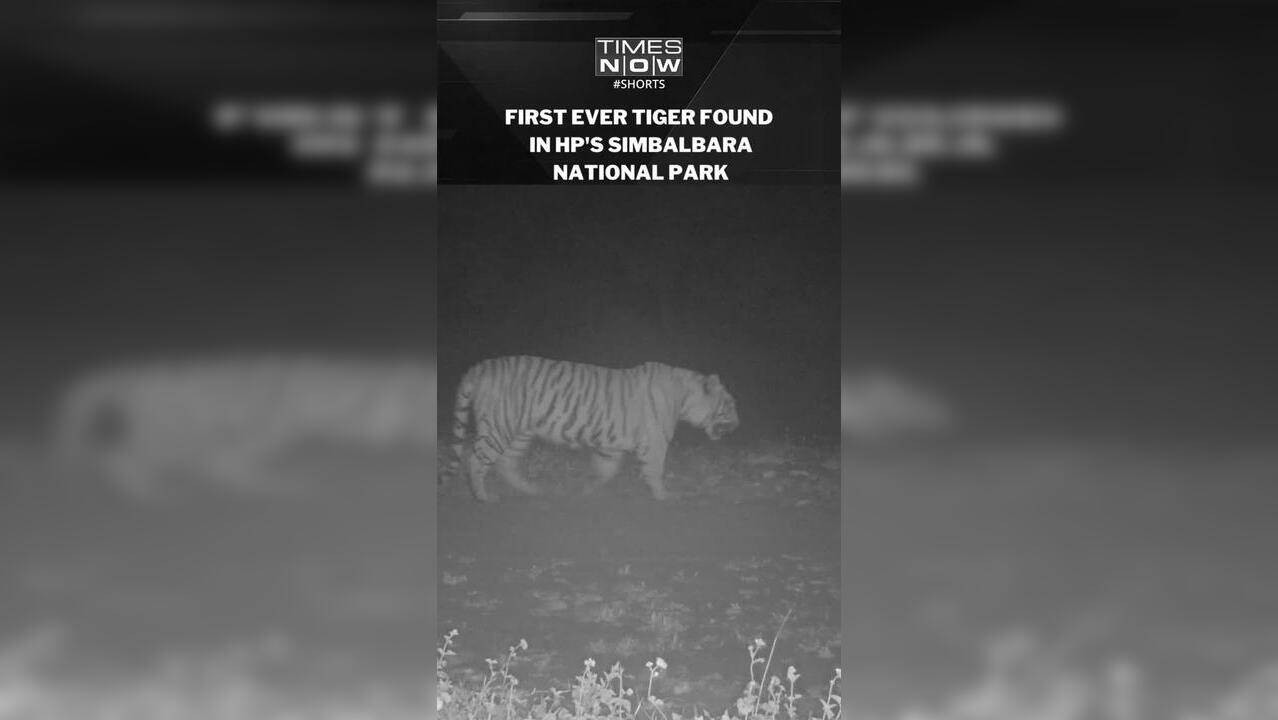 In A First, Tiger Seen In Himachal Pradesh's Simbalbara National Park