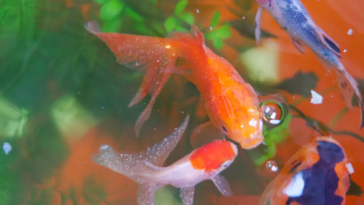 Kerala: Saddened by pet fish's death, Class 8 student dies by suicide ...