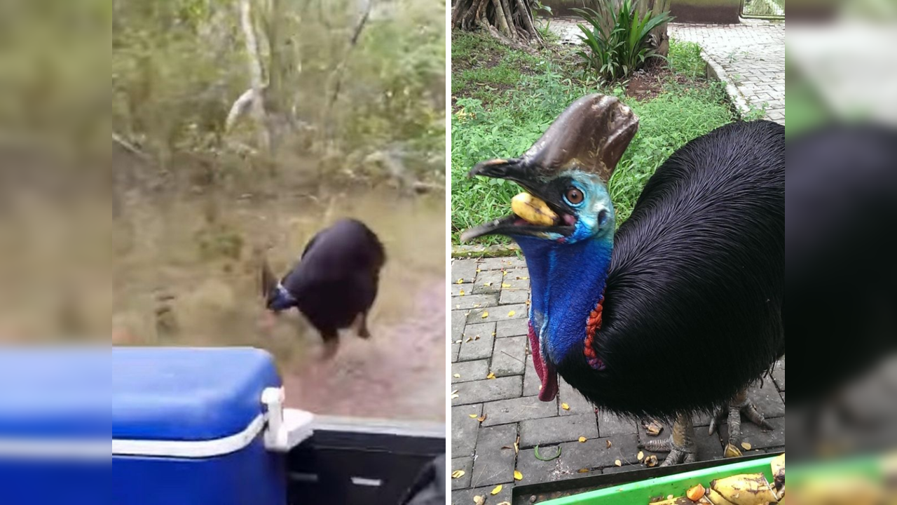 WATCH: 'World's deadliest bird' chases gamekeeper and coworker in ...