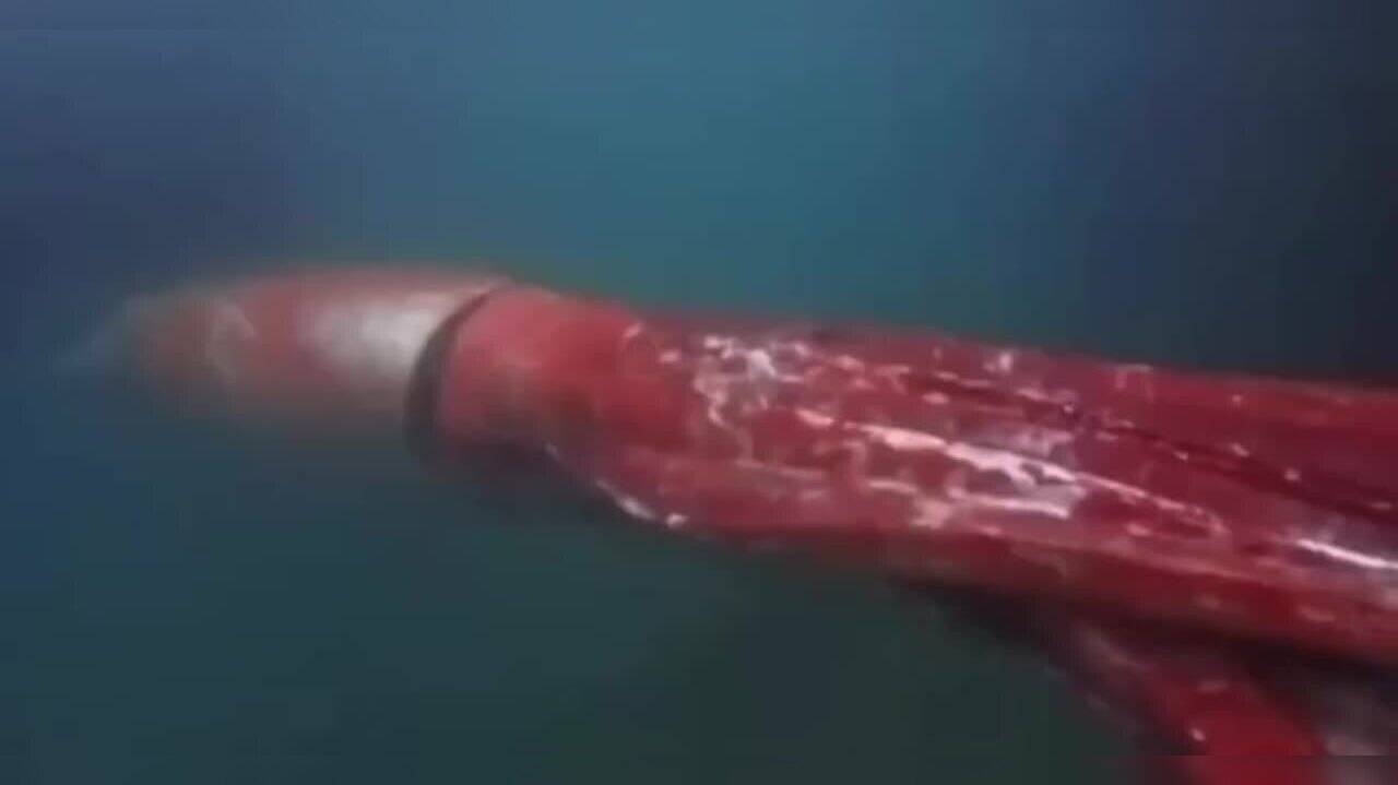 Viral video: When a giant squid surfaced from the deep sea in a rare appearance | Times Now