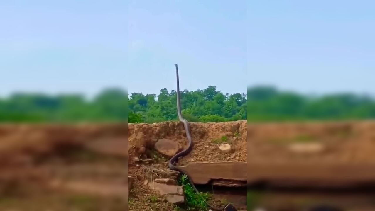 Viral video shows fearsome King Cobra ‘standing up’ | Times Now