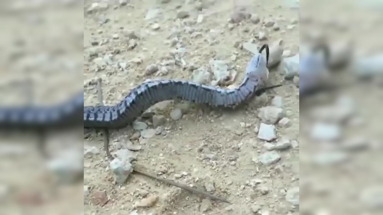 Viral video: Dramatic hognose snake fakes its own death to avoid threat ...
