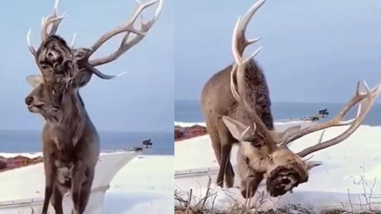 Viral video | Reindeer wanders with dead rival's head stuck in antlers ...