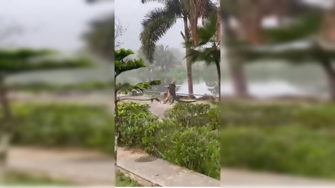 Video of 2 monitor lizards fighting while standing up at IIM Kolkata ...