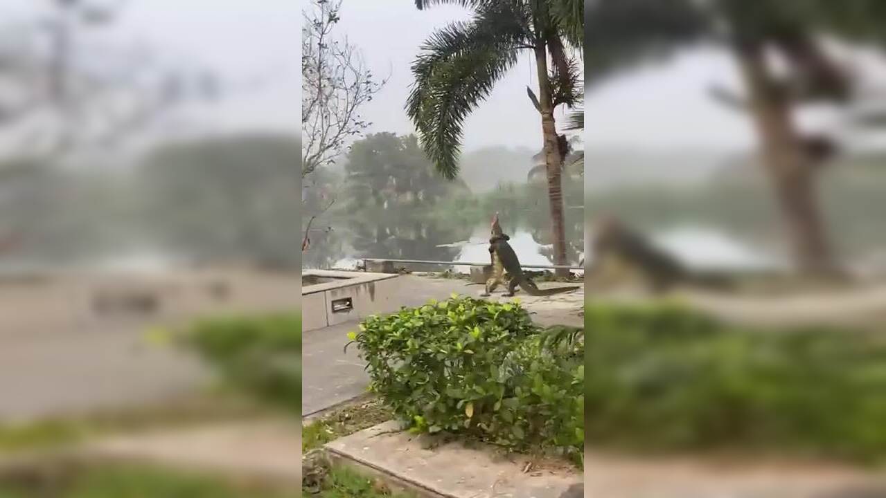 Viral video of IIM Calcutta campus fight shows monitor lizards ...