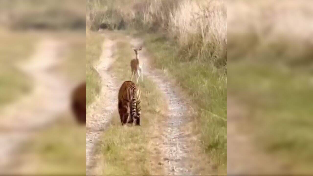 Tiger video | Viral video: Tiger walks past deer without attackign it ...