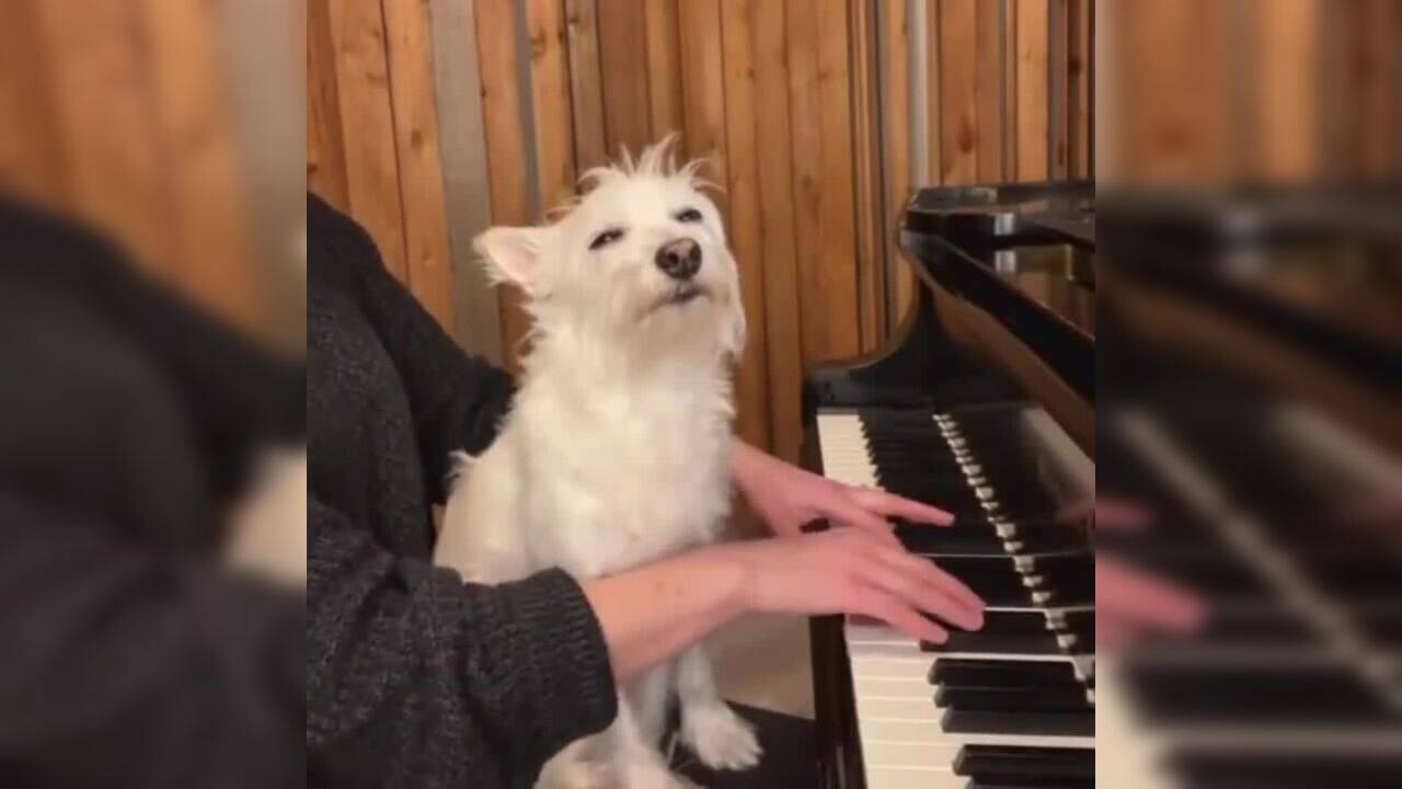 Dog Viral Video Dog S Reaction While Listening To Piano Is Too