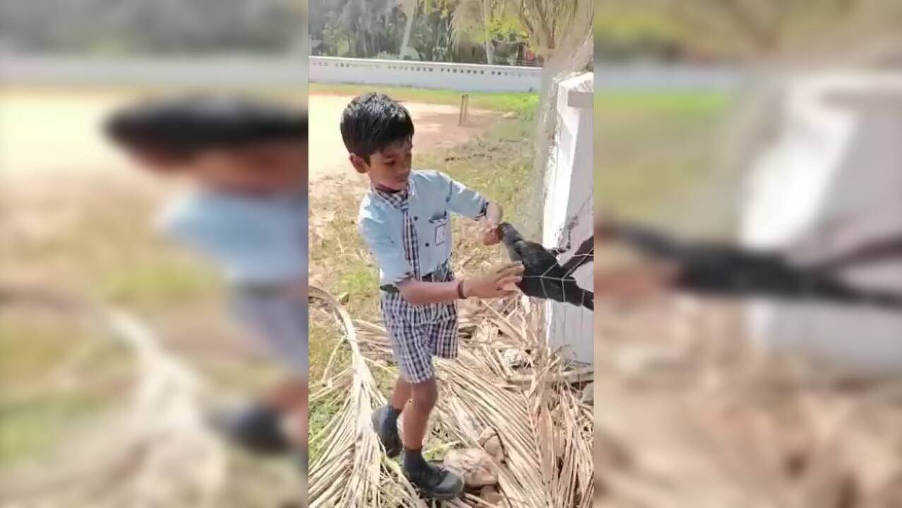 Viral video: ‘Compassionate’ school kid frees crow stuck in net | Times Now