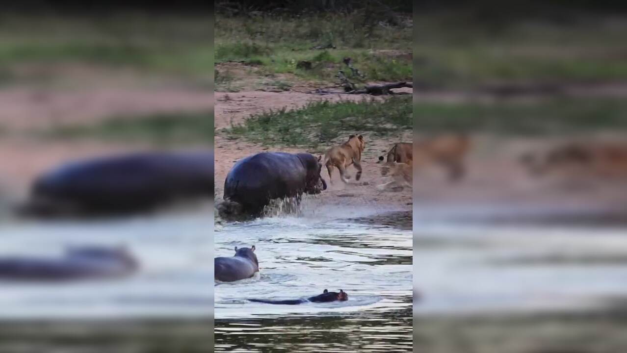 Lion vs hippo | Viral video: Angry hippo scares away lion drinking ...