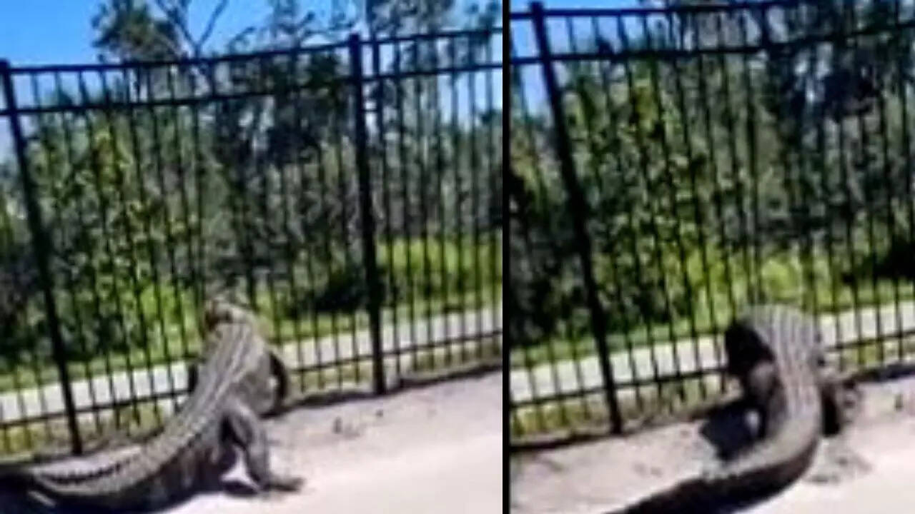 Alligator viral video | Alligator breaks metal fence in seconds in ...