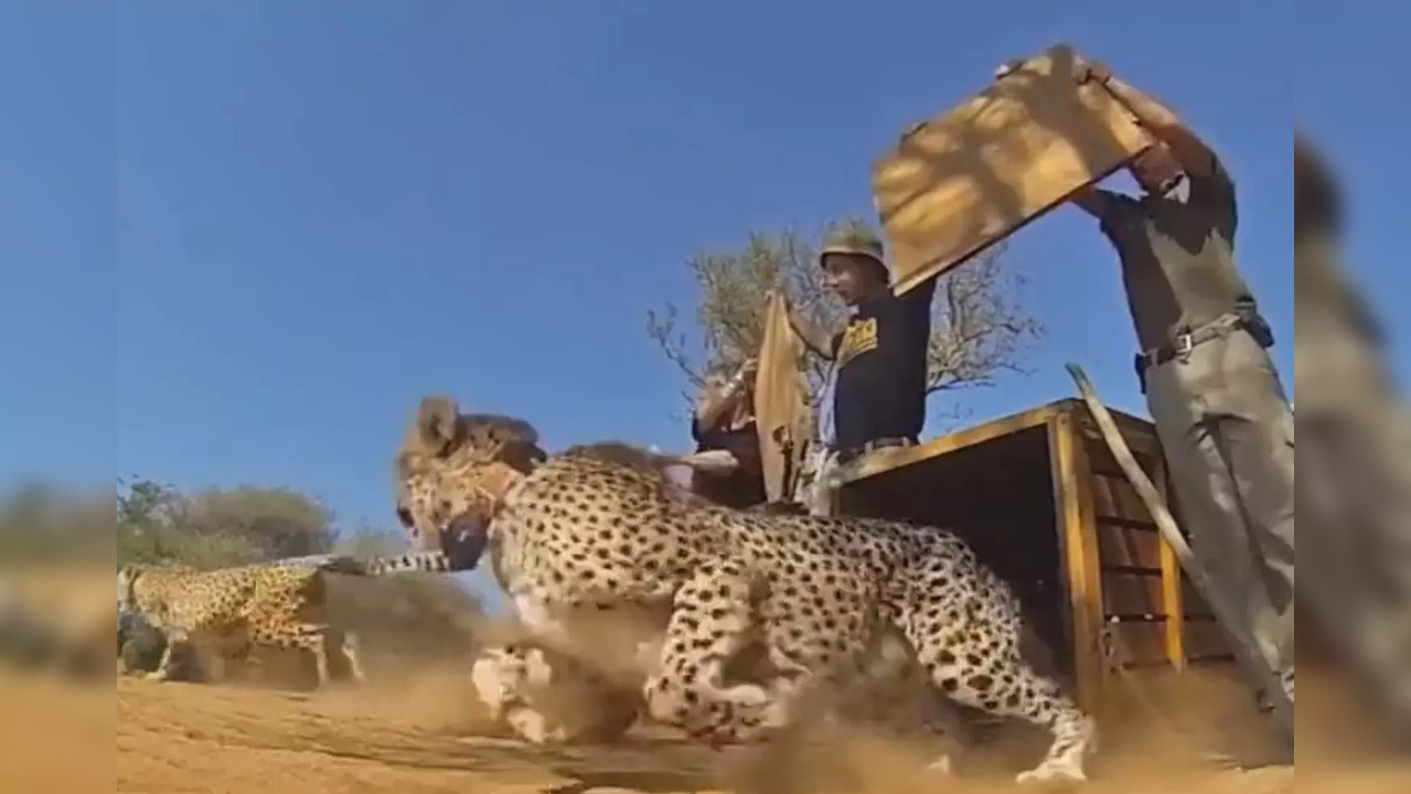 'How freedom looks like': IFS officer's clip of animals being released ...