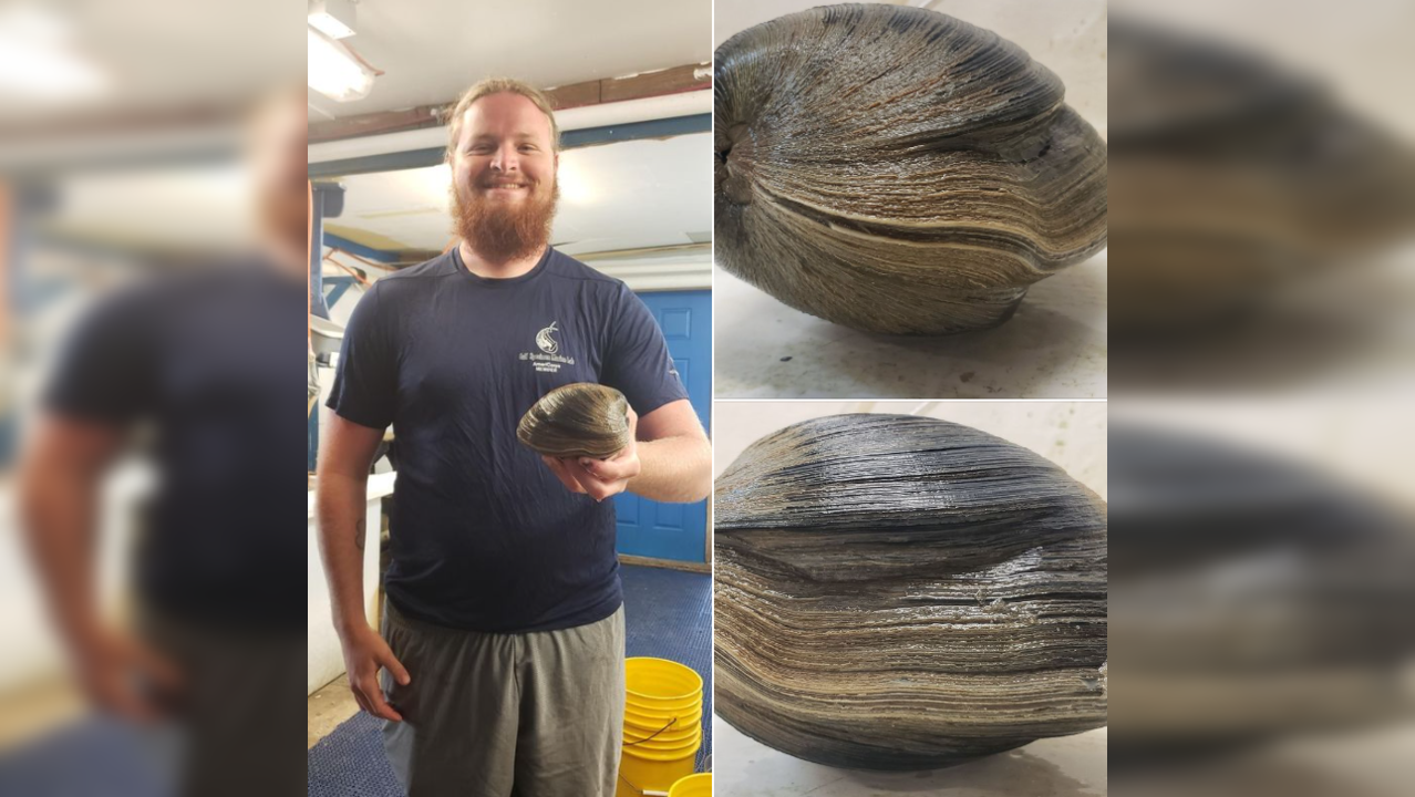 'Aber-clam Lincoln': Man nearly cooks clam he found on beach before ...