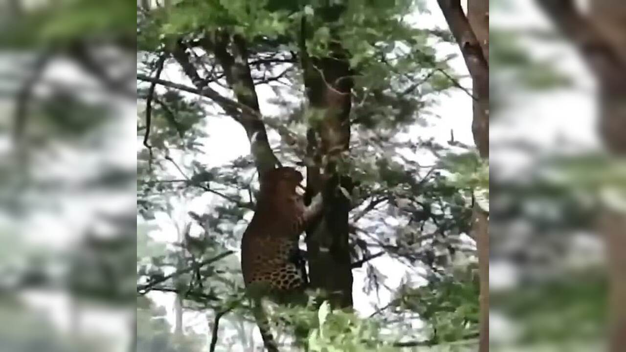 Leopard Video | Clip captures leopard's athleticism as it jumps from ...