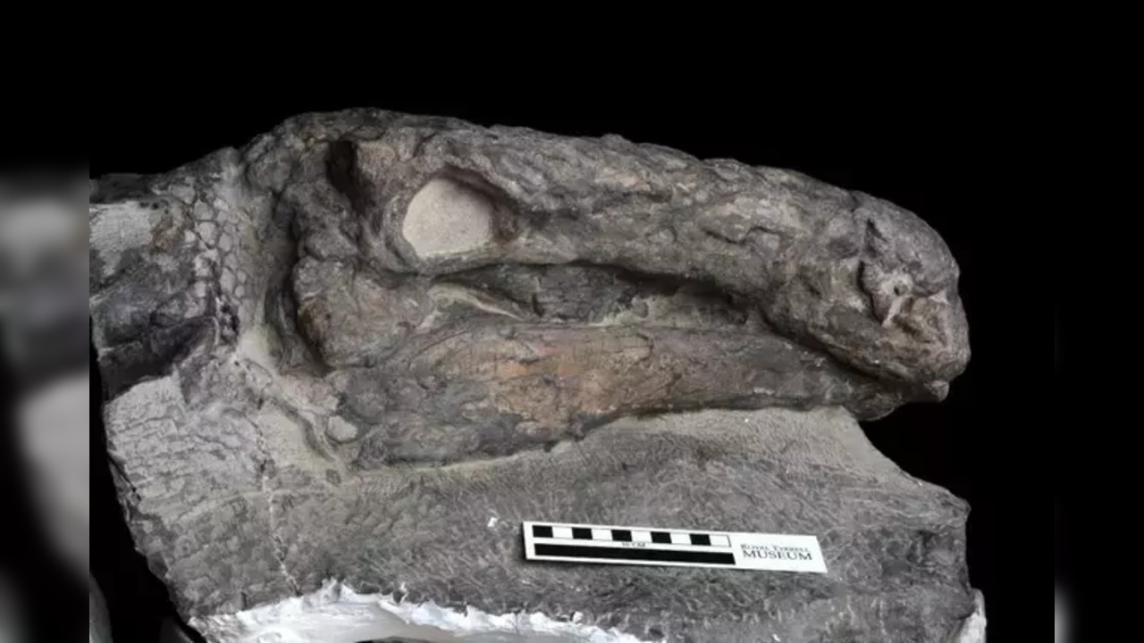 Archaeologists uncover 'one of the most well-preserved dinosaur fossils' with skin on face ...