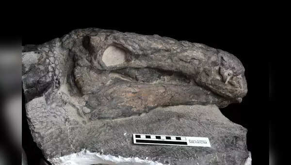 Archaeologists uncover 'one of the most well-preserved dinosaur fossils ...
